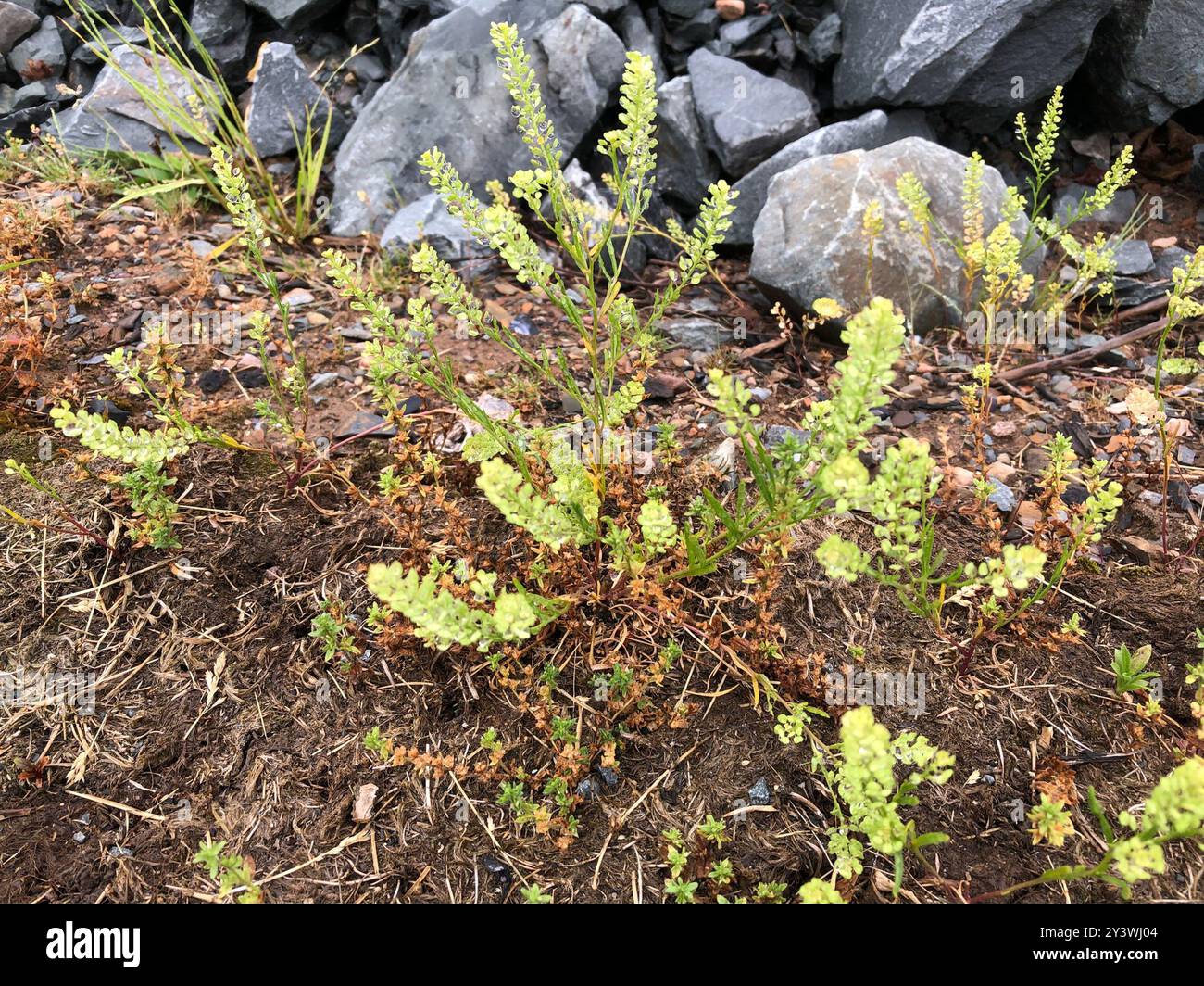 Common Peppergrass (Lepidium densiflorum) Plantae Stock Photo - Alamy