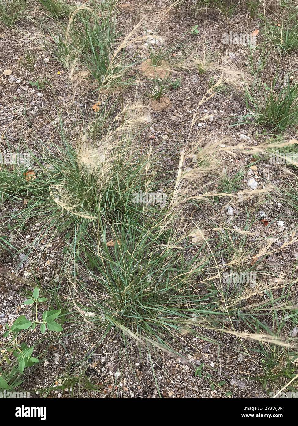 Purple Threeawn (Aristida purpurea) Plantae Stock Photo - Alamy