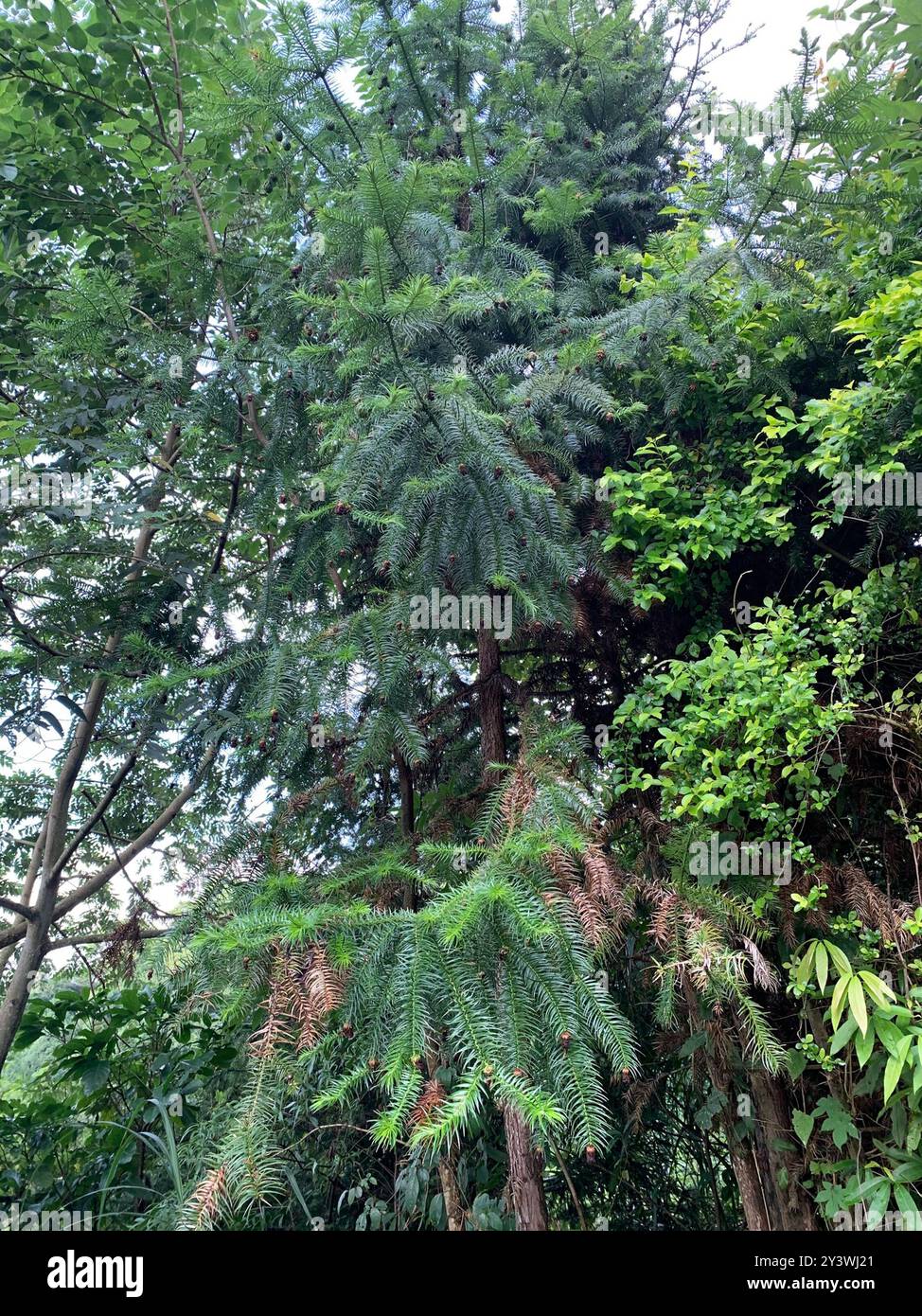 China-fir (Cunninghamia lanceolata) Plantae Stock Photo - Alamy