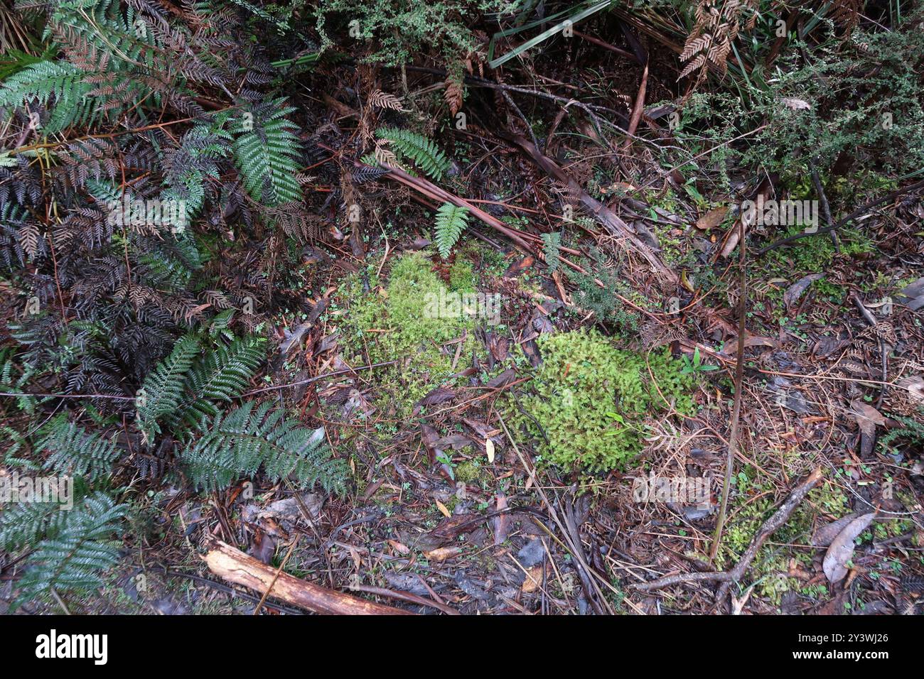 veined helmet-orchid (Corybas diemenicus) Plantae Stock Photo - Alamy