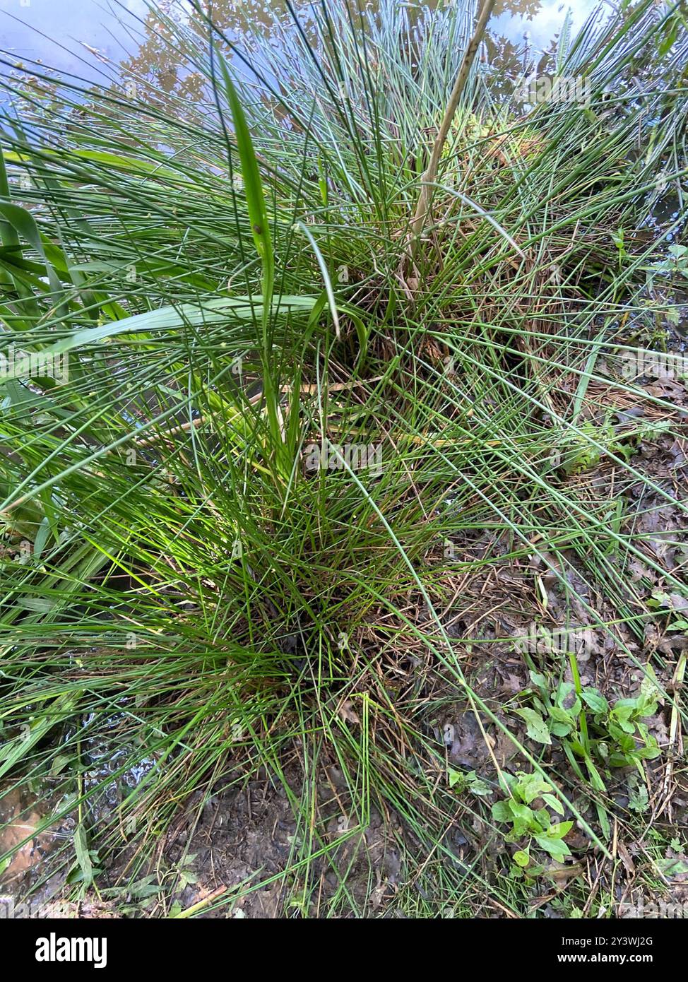 Soft Rush (Juncus effusus) Plantae Stock Photo - Alamy