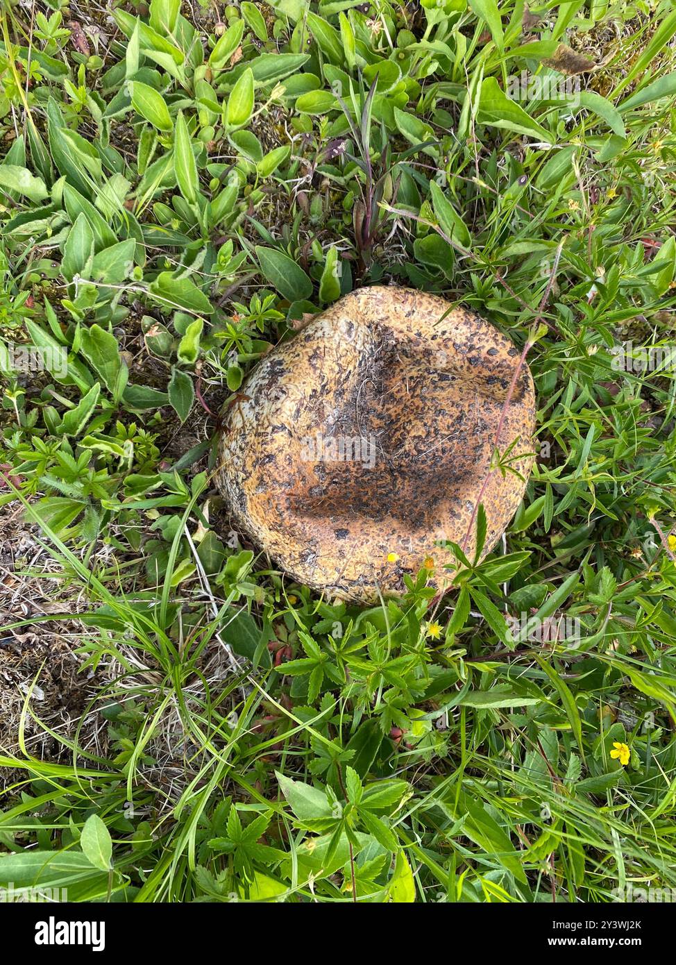 puffballs (Lycoperdaceae) Fungi Stock Photo - Alamy