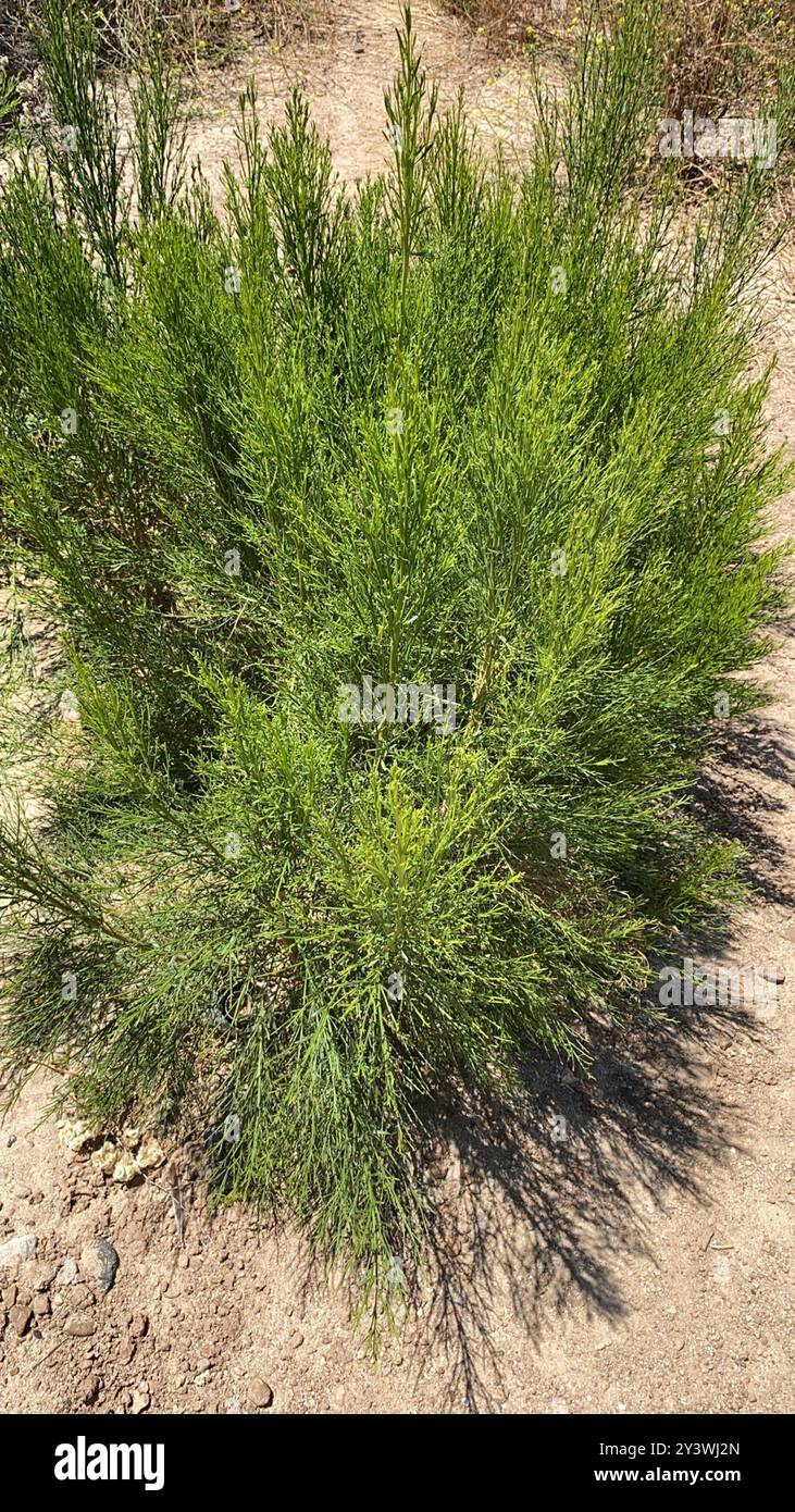 Desert Broom (Baccharis sarothroides) Plantae Stock Photo - Alamy