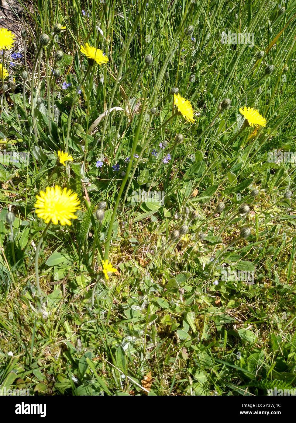 mouse-eared hawkweed (Pilosella officinarum) Plantae Stock Photo - Alamy