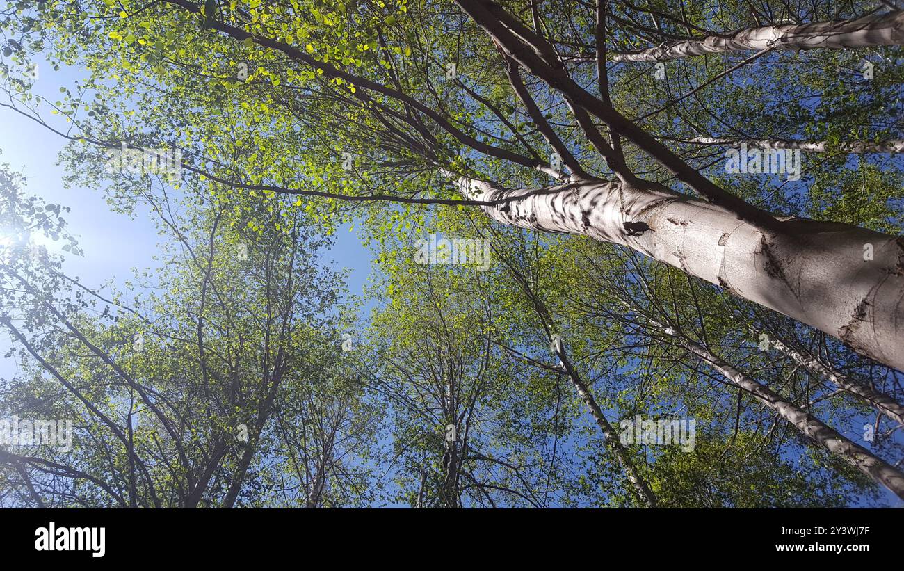 white alder (Alnus rhombifolia) Plantae Stock Photo - Alamy