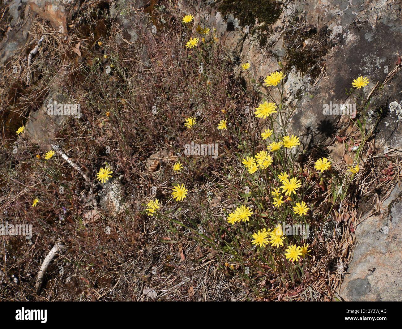 narrow-leaved hawksbeard (Crepis tectorum) Plantae Stock Photo - Alamy