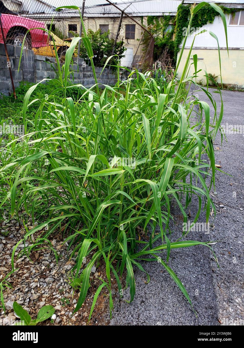bristlegrasses, bluestems, paspalums, and allies (Panicoideae) Plantae ...