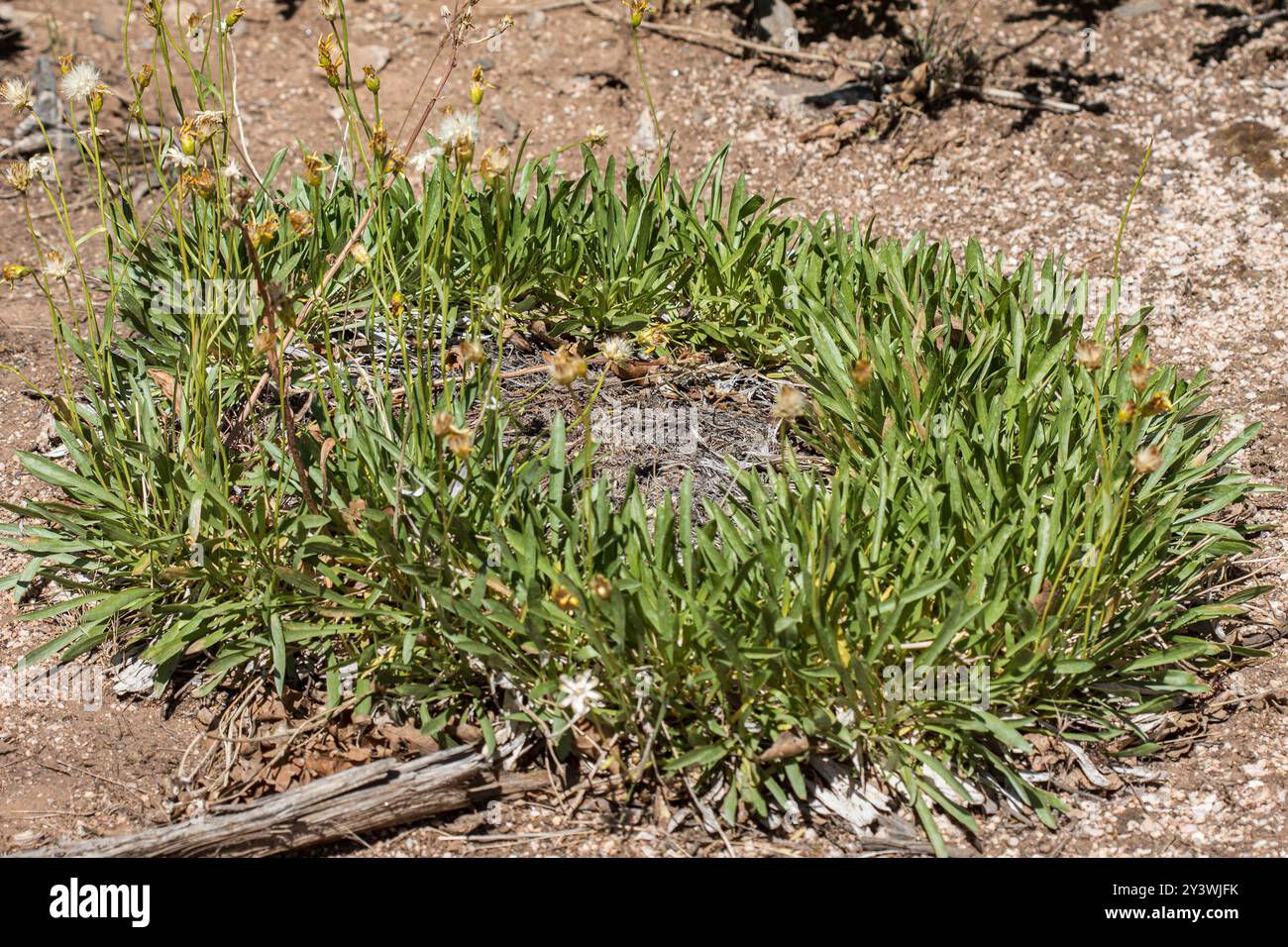 Thrift Mock Goldenweed (Stenotus armerioides) Plantae Stock Photo - Alamy