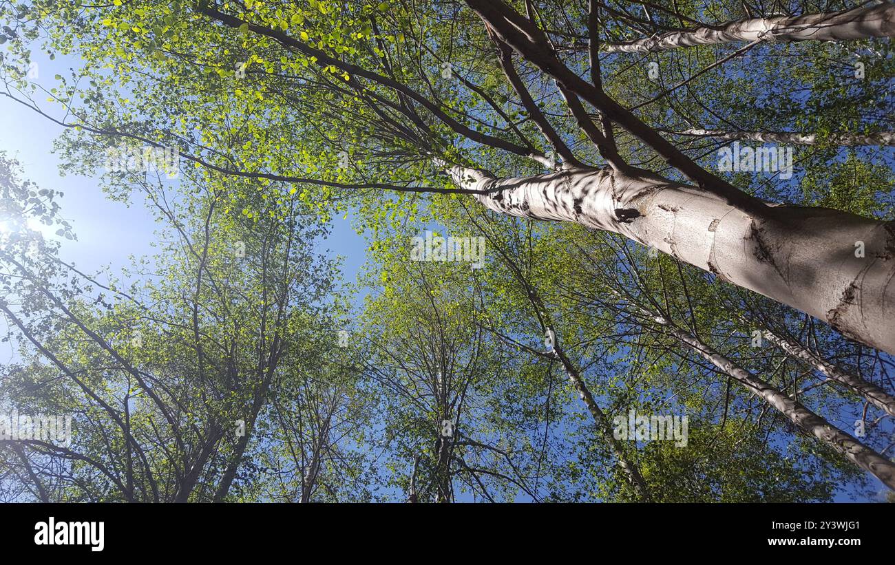 white alder (Alnus rhombifolia) Plantae Stock Photo - Alamy