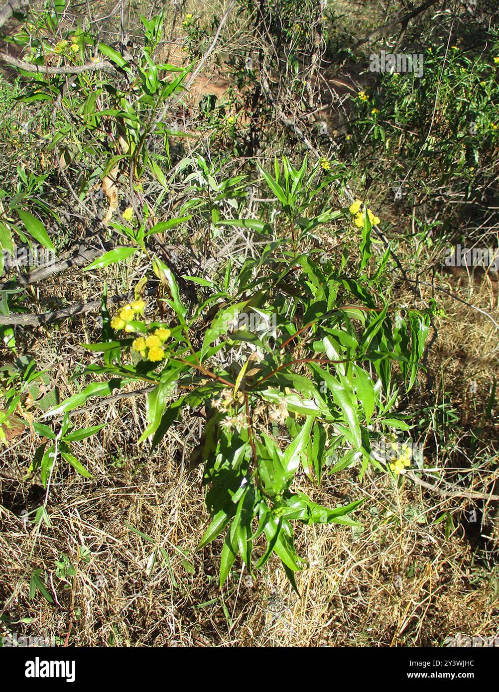 Sticky Psiadia (Psiadia punctulata) Plantae Stock Photo - Alamy
