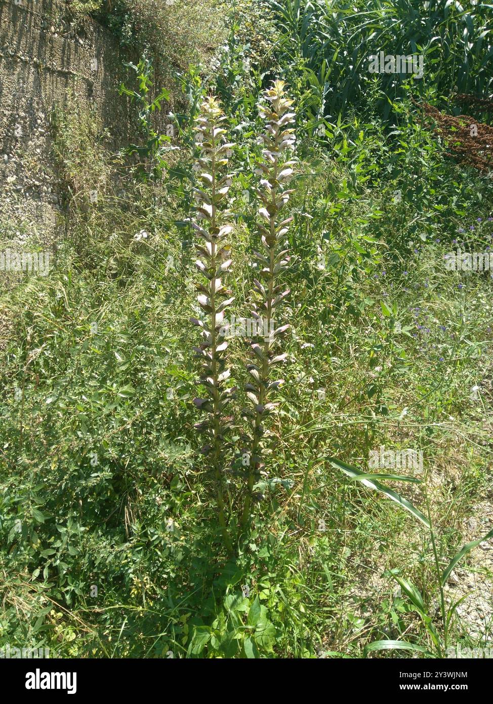 Bear's breeches (Acanthus mollis) Plantae Stock Photo - Alamy