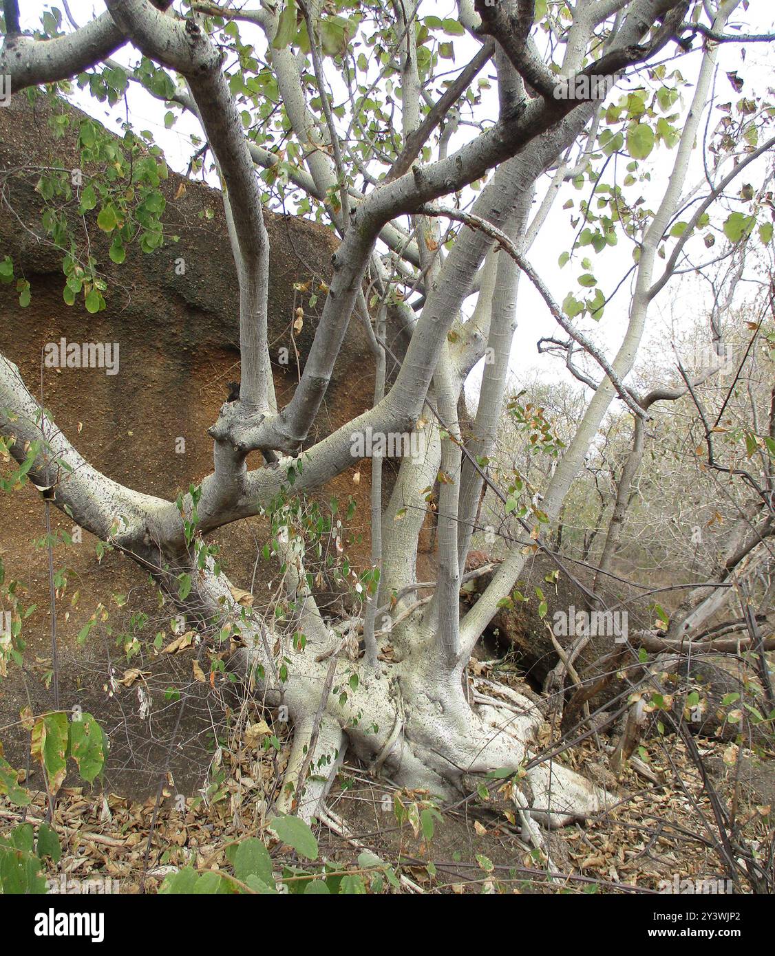 Large-leaved rock fig (Ficus abutilifolia) Plantae Stock Photo - Alamy