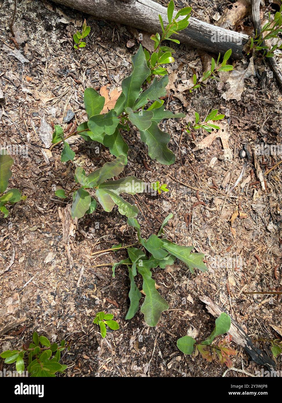 sand post oak (Quercus margaretiae) Plantae Stock Photo - Alamy