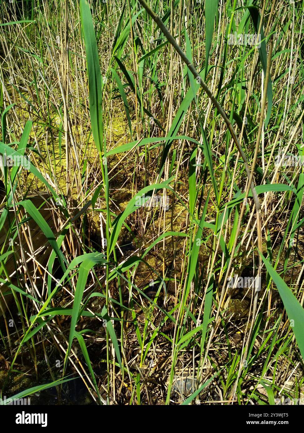 common reed (Phragmites australis) Plantae Stock Photo - Alamy