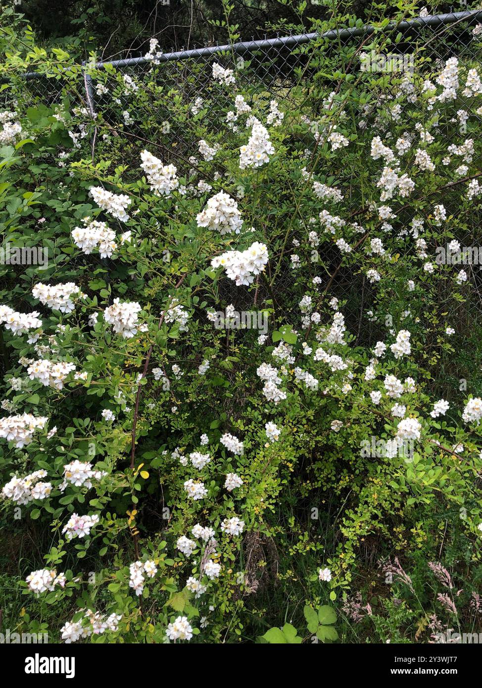 multiflora rose (Rosa multiflora) Plantae Stock Photo - Alamy