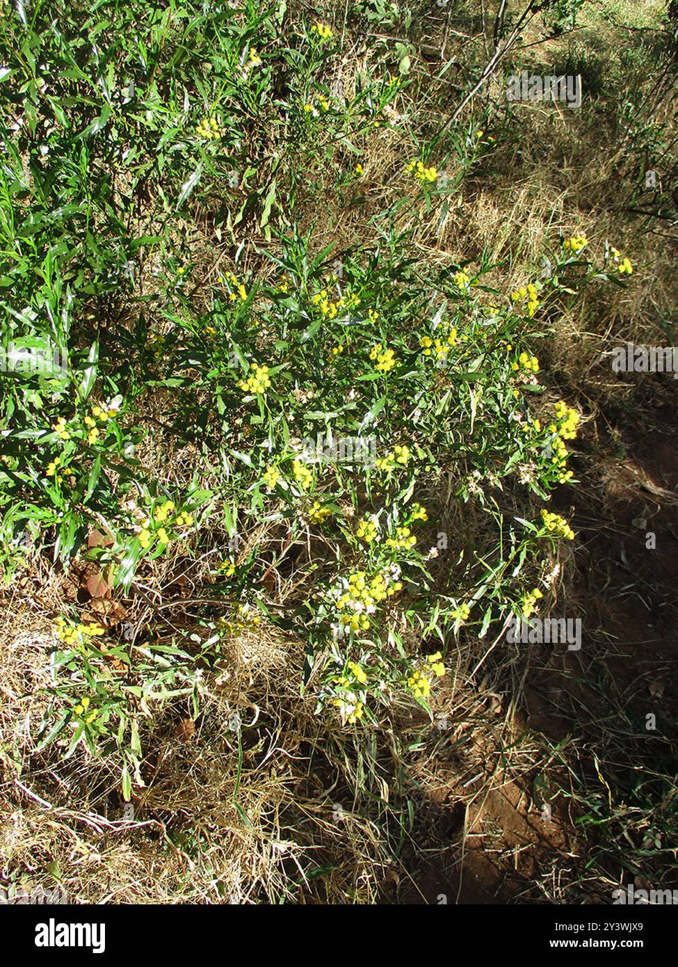 Sticky Psiadia (Psiadia punctulata) Plantae Stock Photo - Alamy