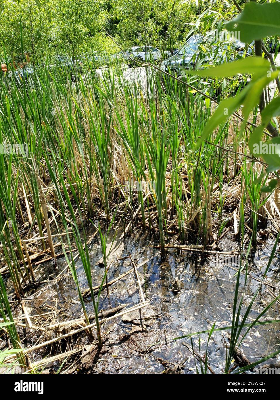 narrow-leaved cattail (Typha angustifolia) Plantae Stock Photo - Alamy