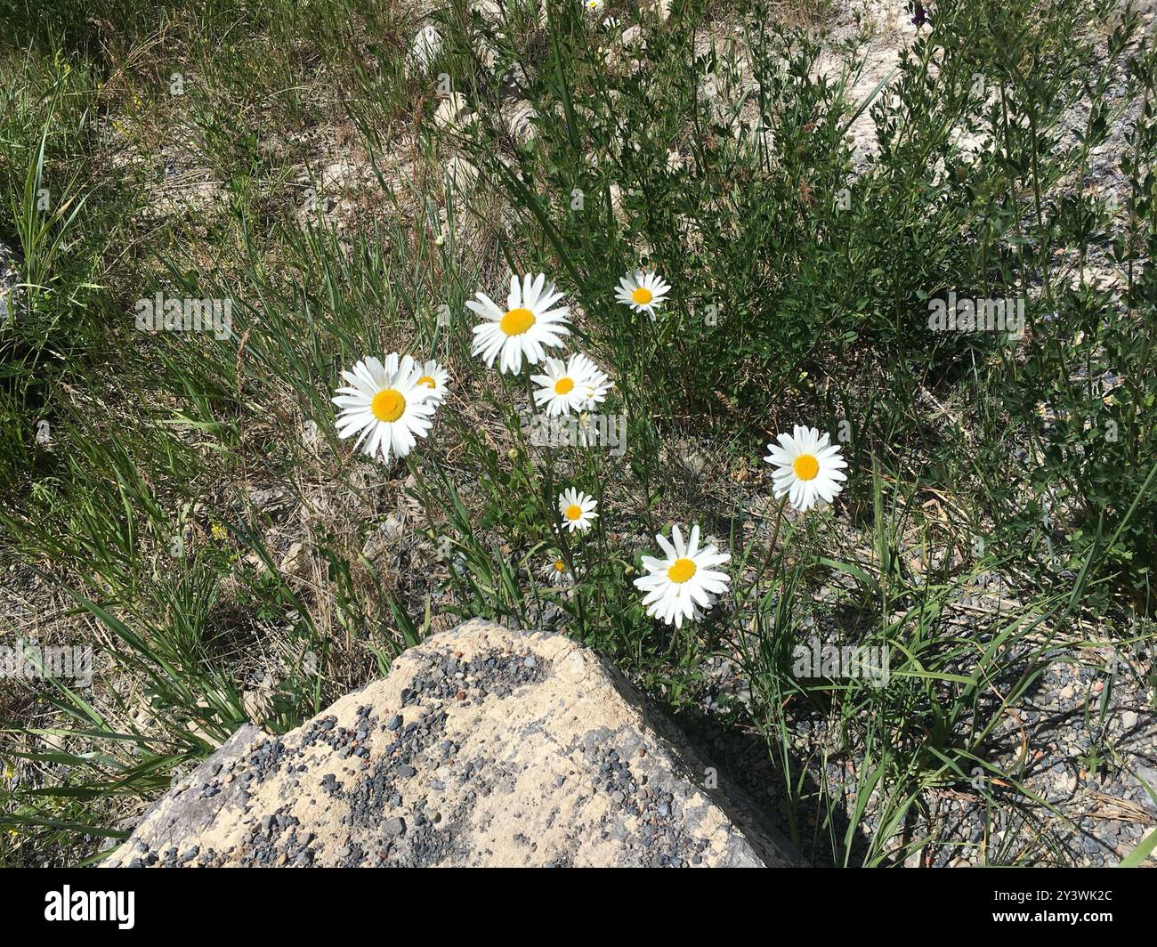 max chrysanthemum (Leucanthemum maximum) Plantae Stock Photo - Alamy