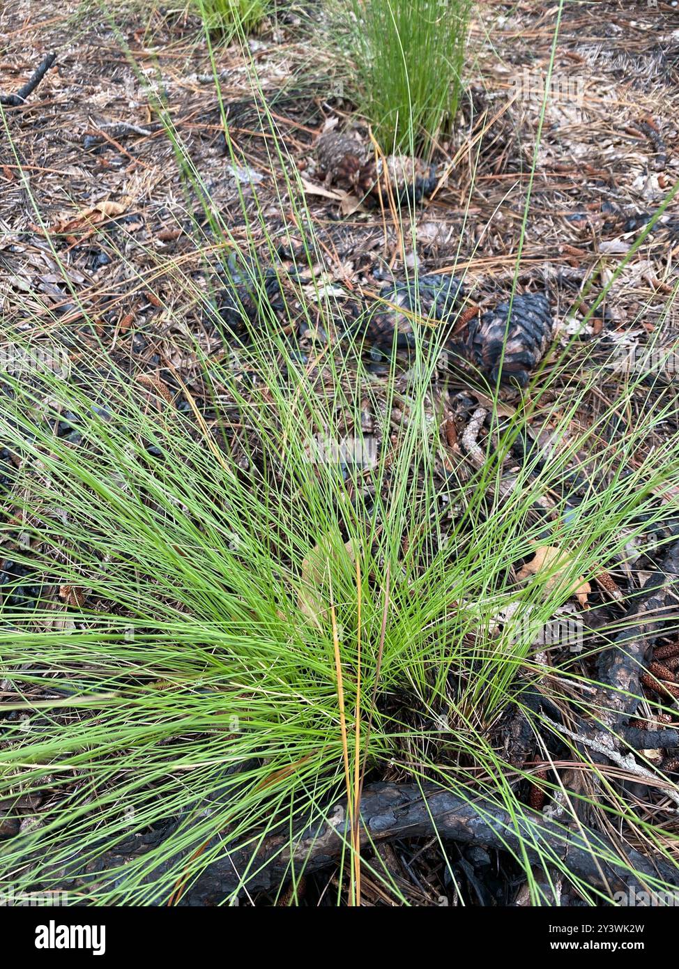Wire grass (Aristida stricta) Plantae Stock Photo - Alamy