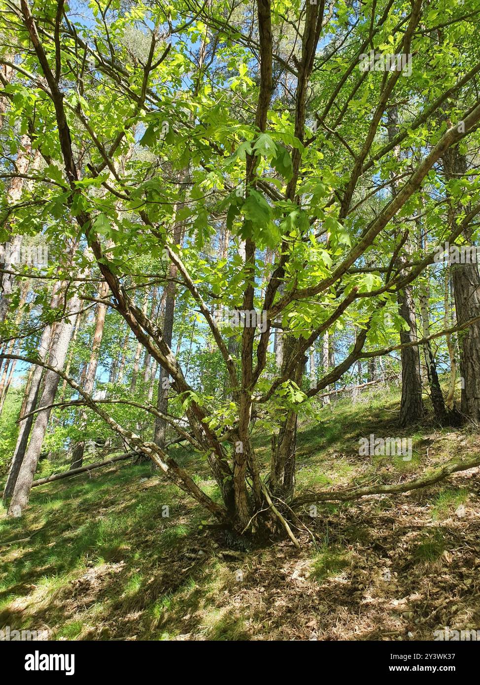 English oak (Quercus robur) Plantae Stock Photo - Alamy