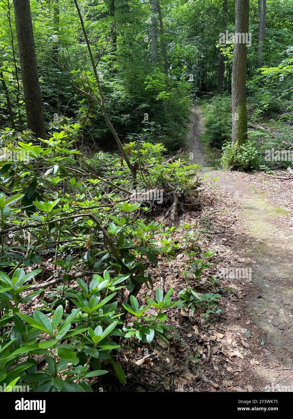 Common Rhododendron (Rhododendron ponticum) Plantae Stock Photo - Alamy