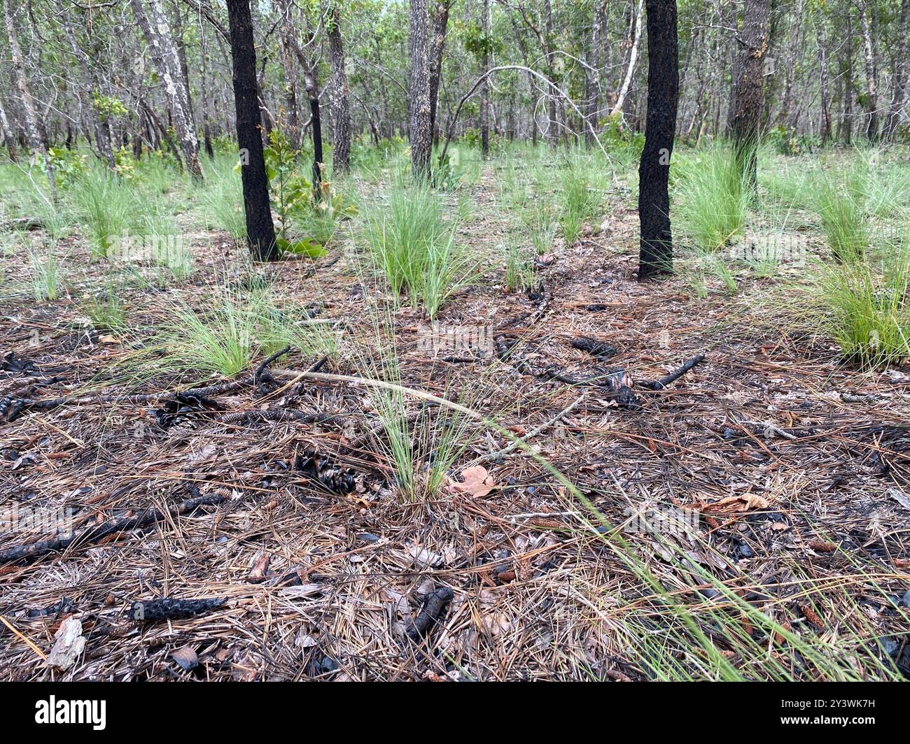 Wire grass (Aristida stricta) Plantae Stock Photo - Alamy