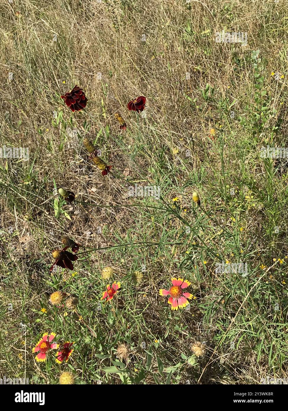 upright prairie coneflower (Ratibida columnifera) Plantae Stock Photo ...
