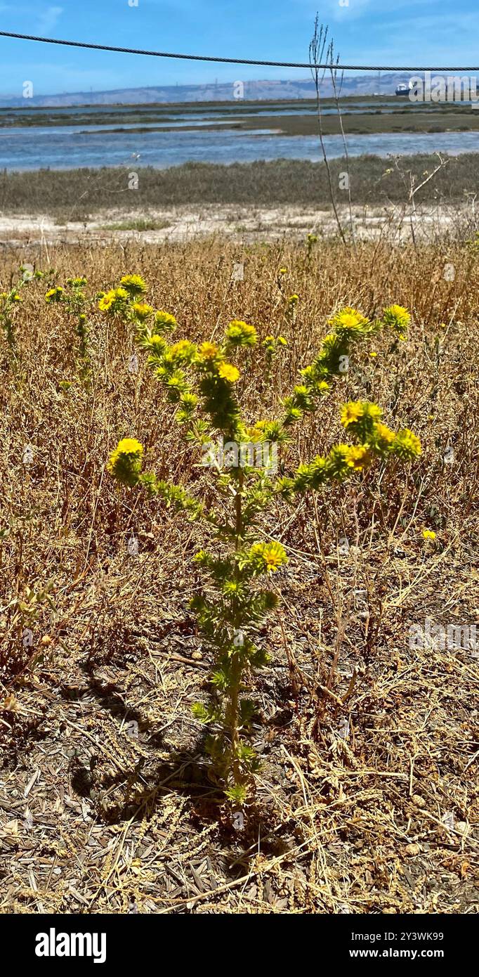 tarweeds, silverswords, and allies (Madieae) Plantae Stock Photo - Alamy