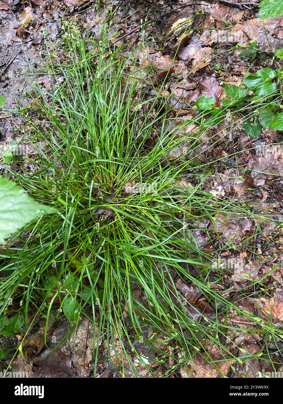 Remote Sedge (Carex remota) Plantae Stock Photo - Alamy