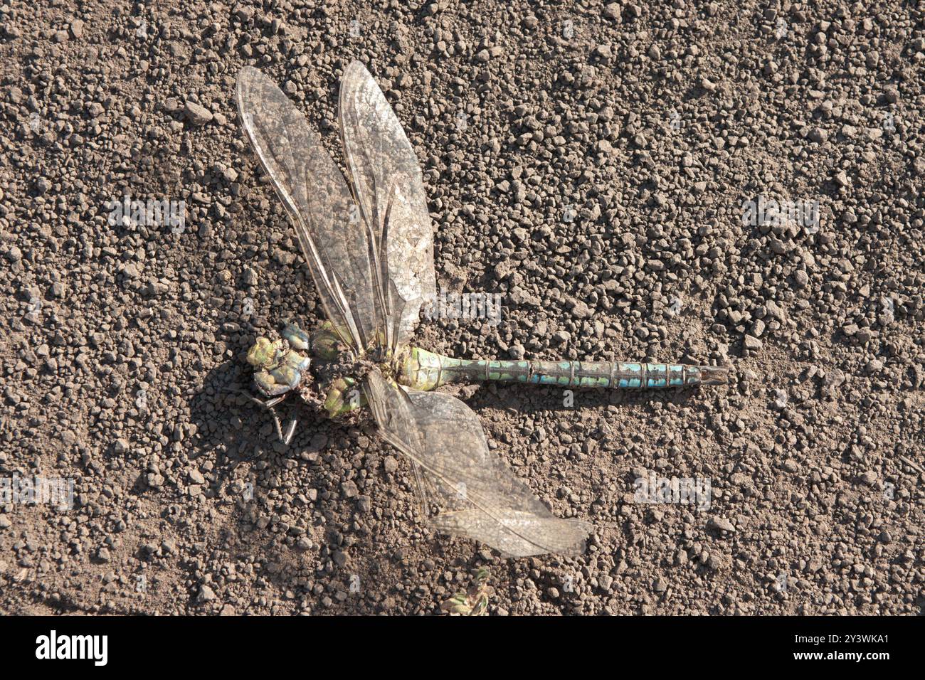 Blue Emperor (Anax imperator) Insecta Stock Photo - Alamy