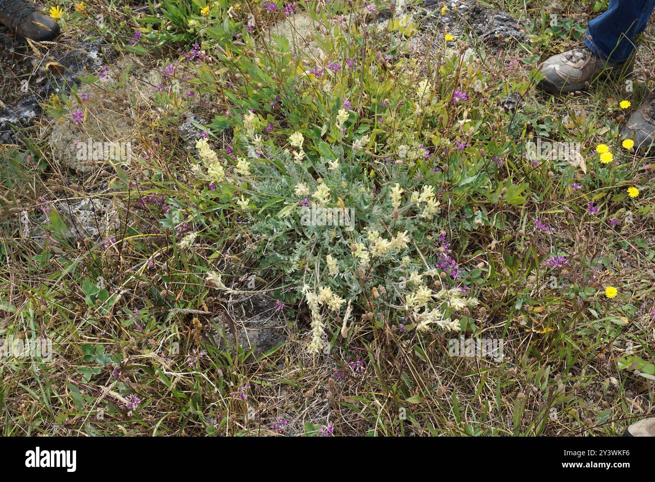 field locoweed (Oxytropis campestris) Plantae Stock Photo - Alamy