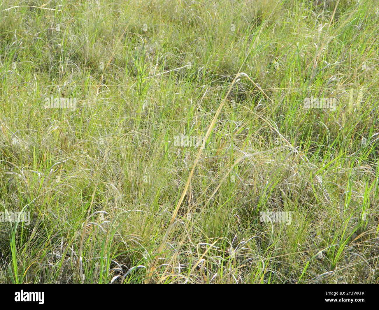 Sand Reedgrass (Sporobolus rigidus) Plantae Stock Photo - Alamy