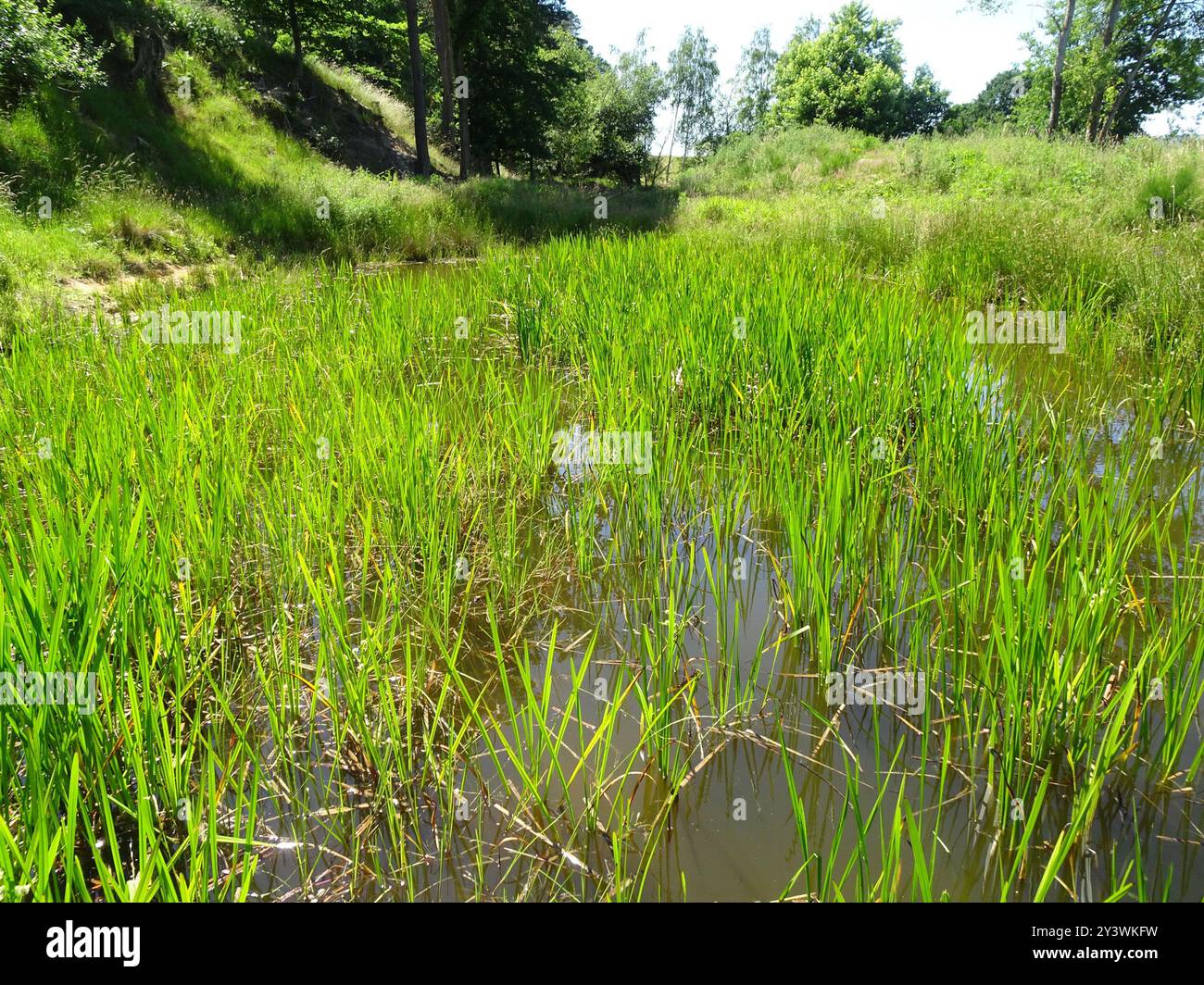 Branched Bur-reed (Sparganium erectum) Plantae Stock Photo - Alamy