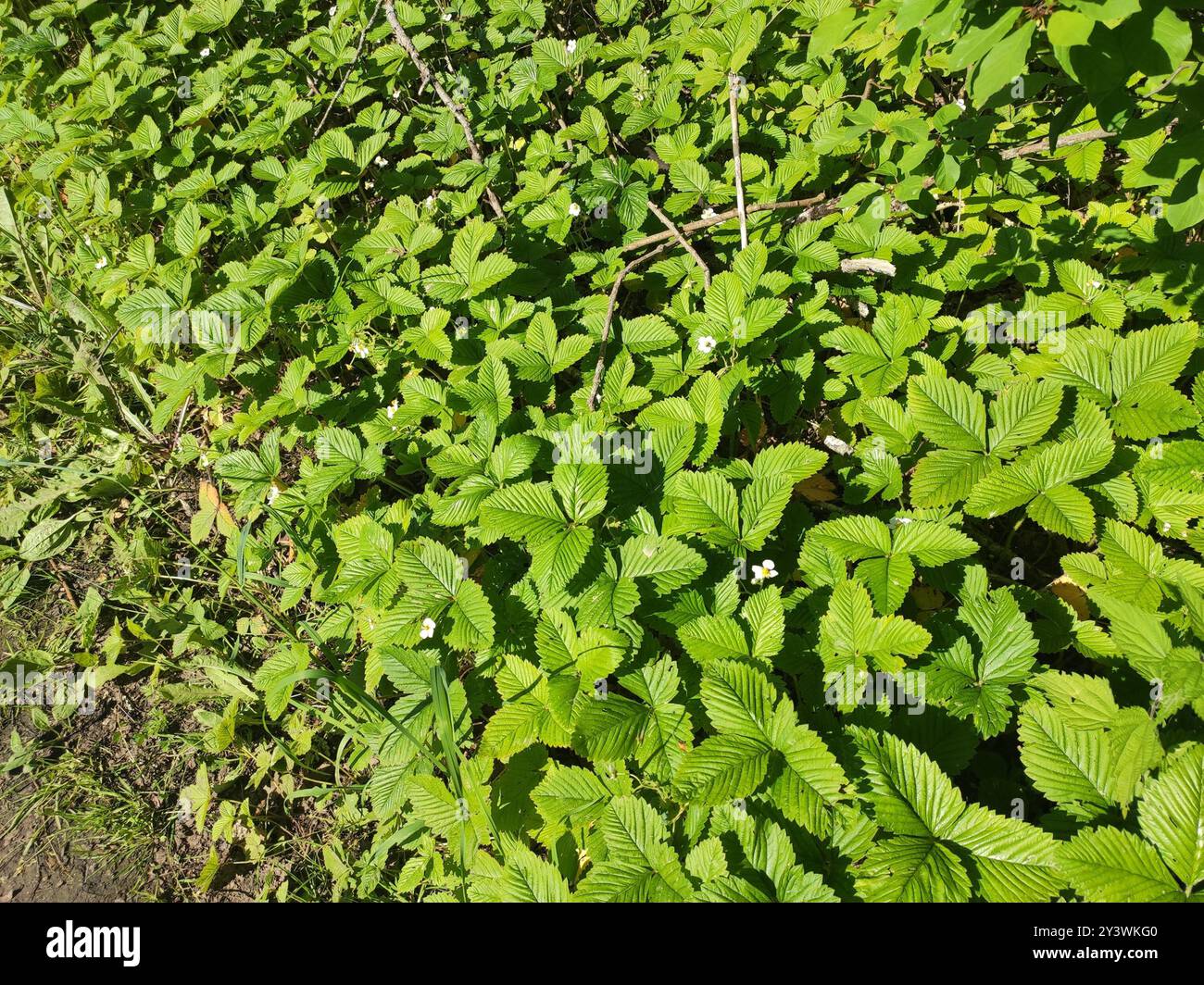 Hautbois strawberry (Fragaria moschata) Plantae Stock Photo - Alamy