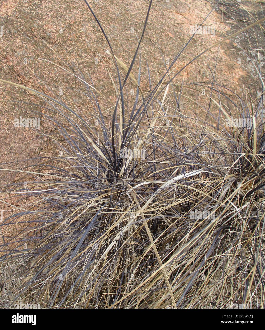 Monkeys Tails (Xerophyta) Plantae Stock Photo - Alamy