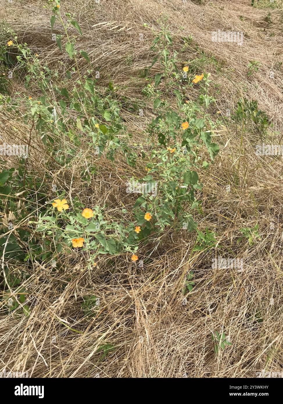 sweet Indian Mallow (Abutilon fruticosum) Plantae Stock Photo - Alamy
