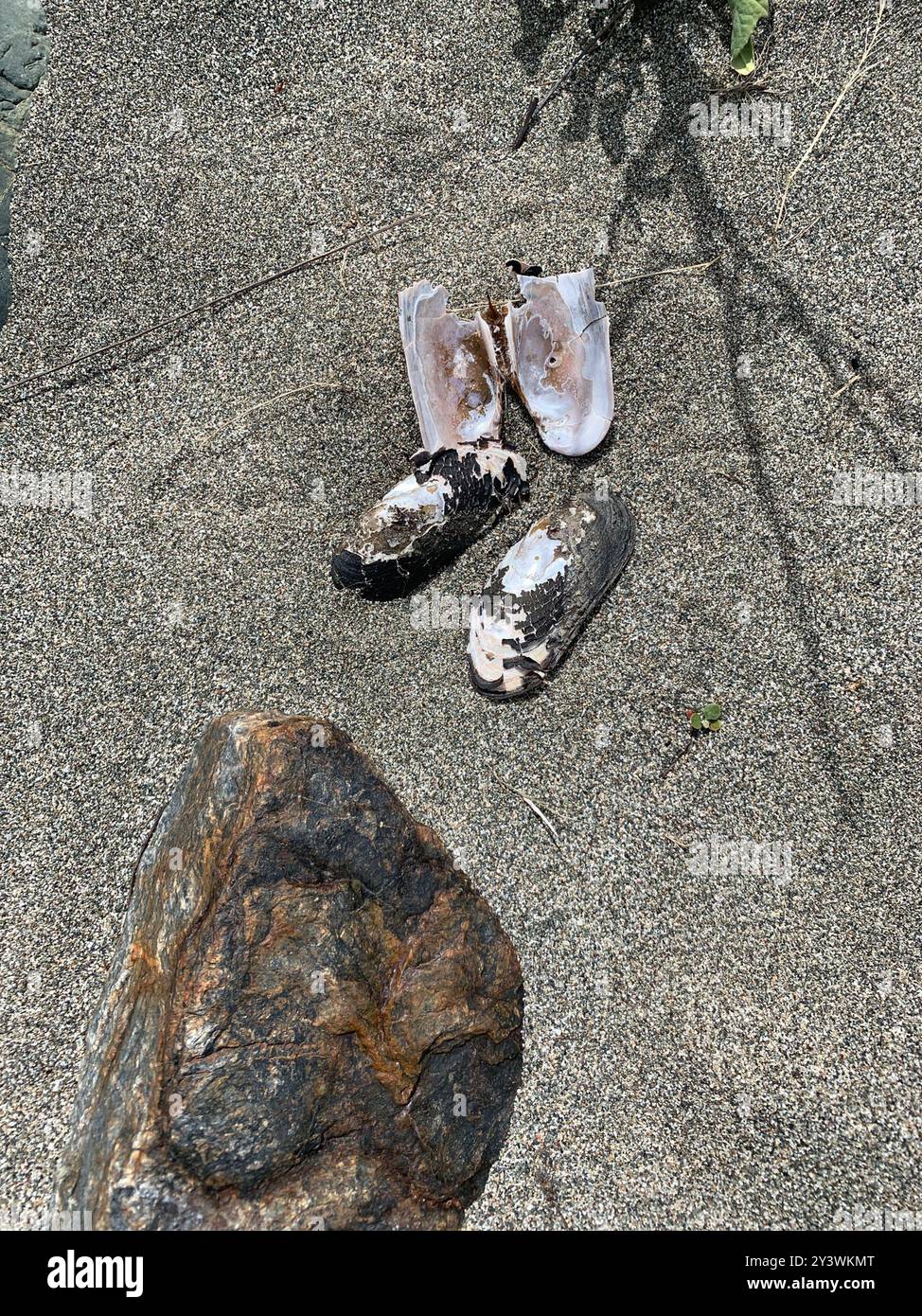 Western Pearlshell (Margaritifera falcata) Mollusca Stock Photo - Alamy