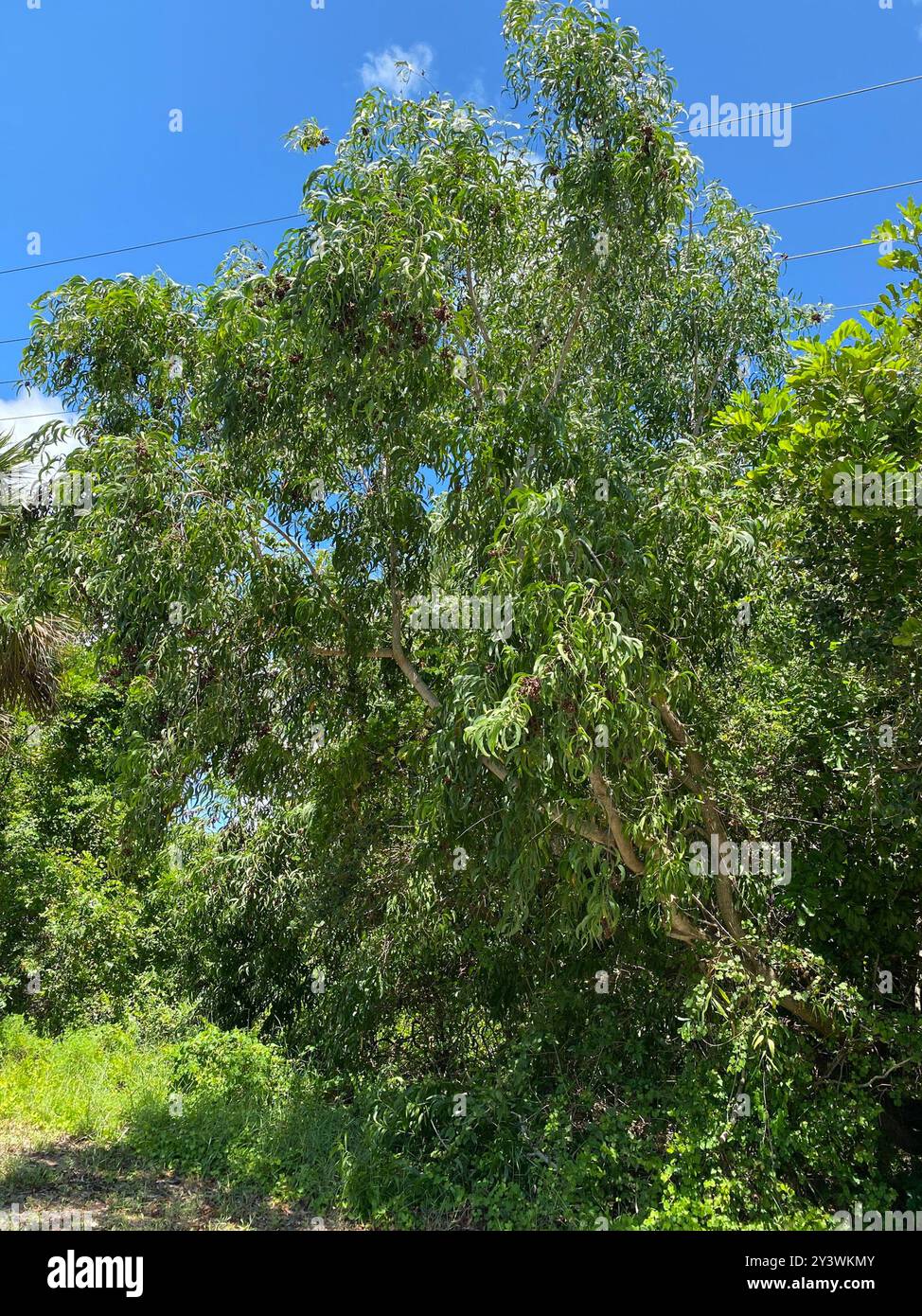 Earpod Wattle (Acacia auriculiformis) Plantae Stock Photo - Alamy