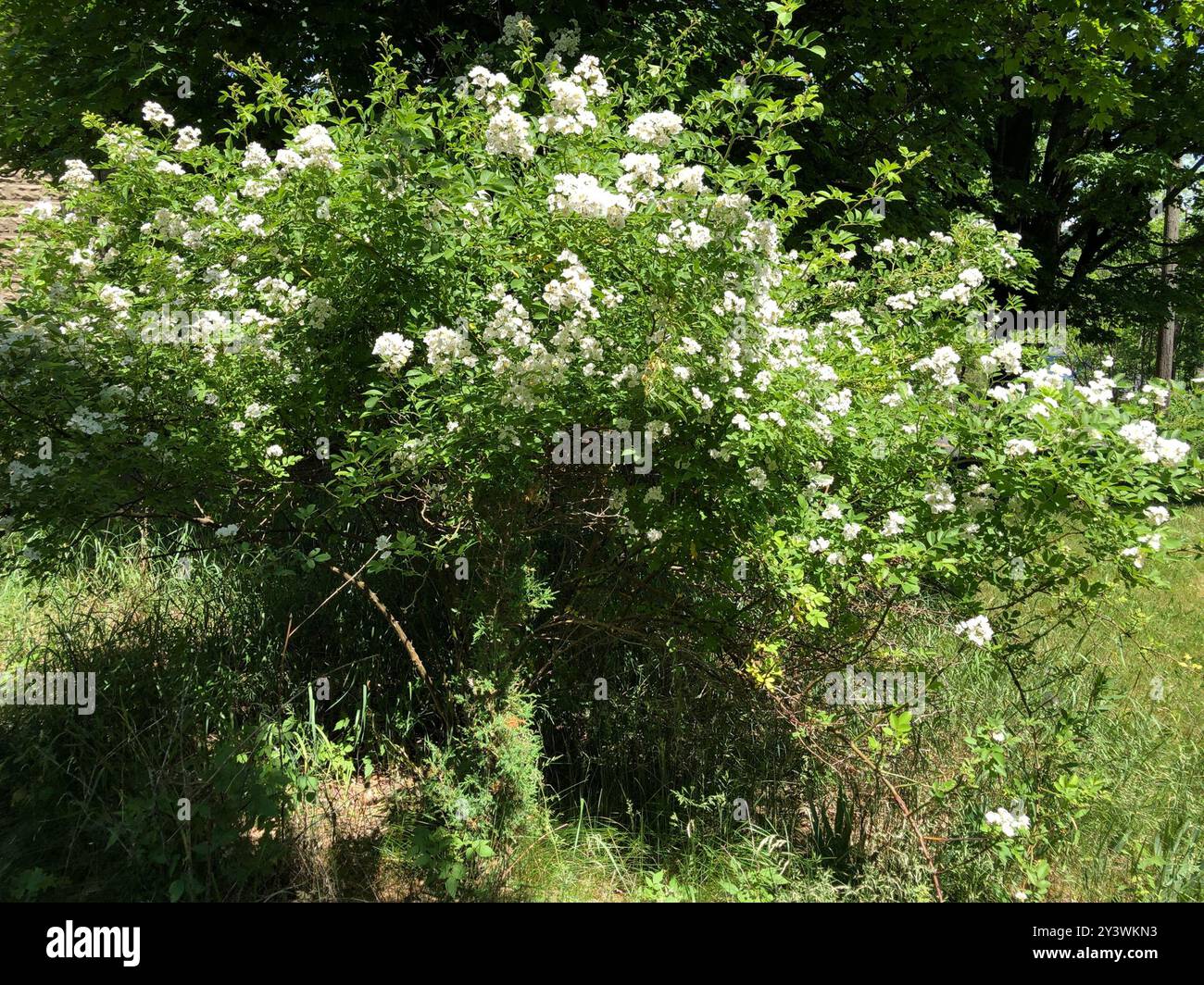 multiflora rose (Rosa multiflora) Plantae Stock Photo - Alamy