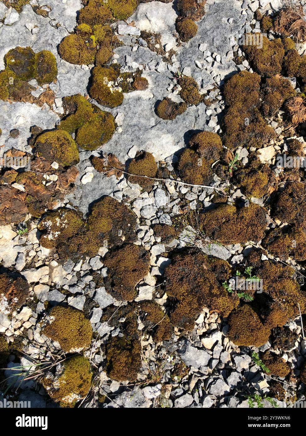 Tortella tortuosa hi-res stock photography and images - Alamy