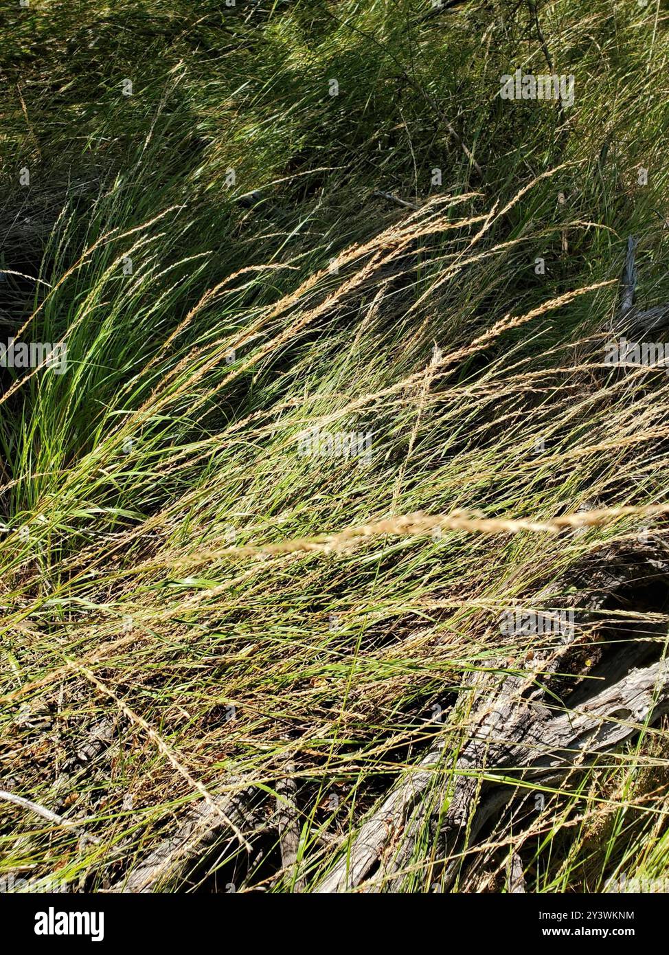 grasses (Poaceae) Plantae Stock Photo - Alamy