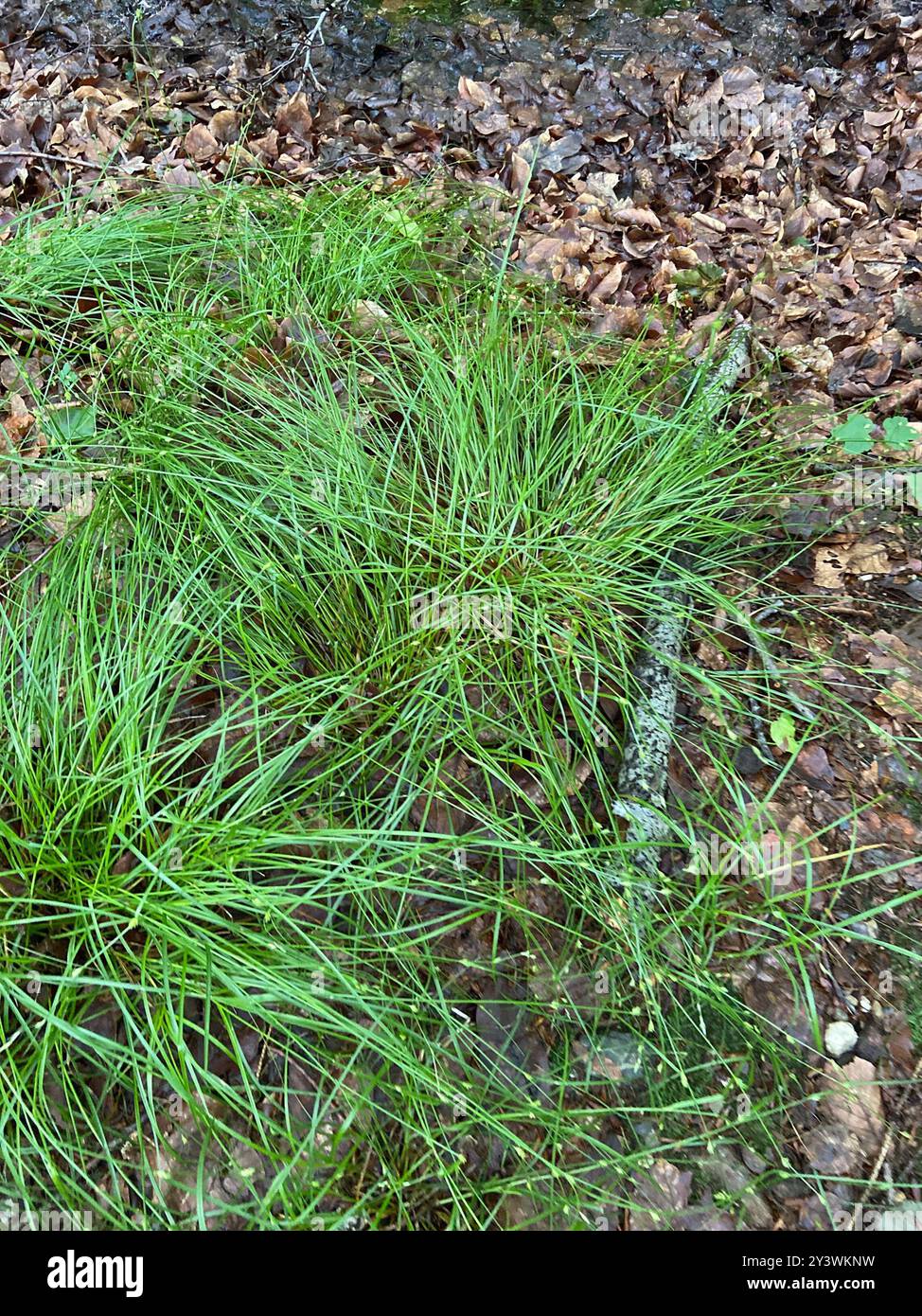 Remote Sedge (Carex remota) Plantae Stock Photo - Alamy