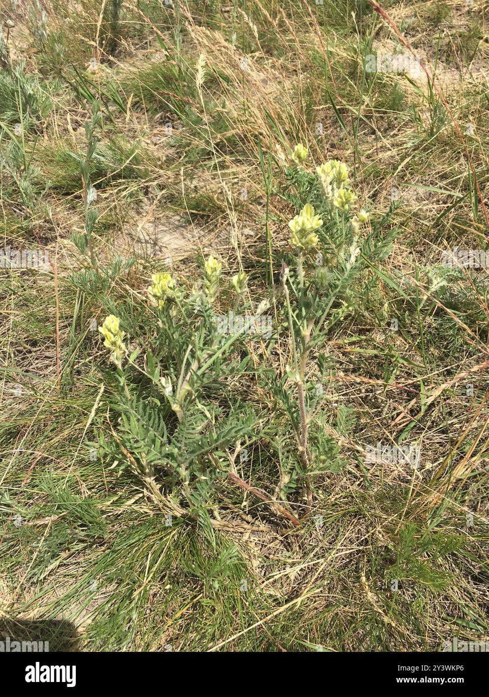 Hairy oxytrope (Oxytropis pilosa) Plantae Stock Photo - Alamy