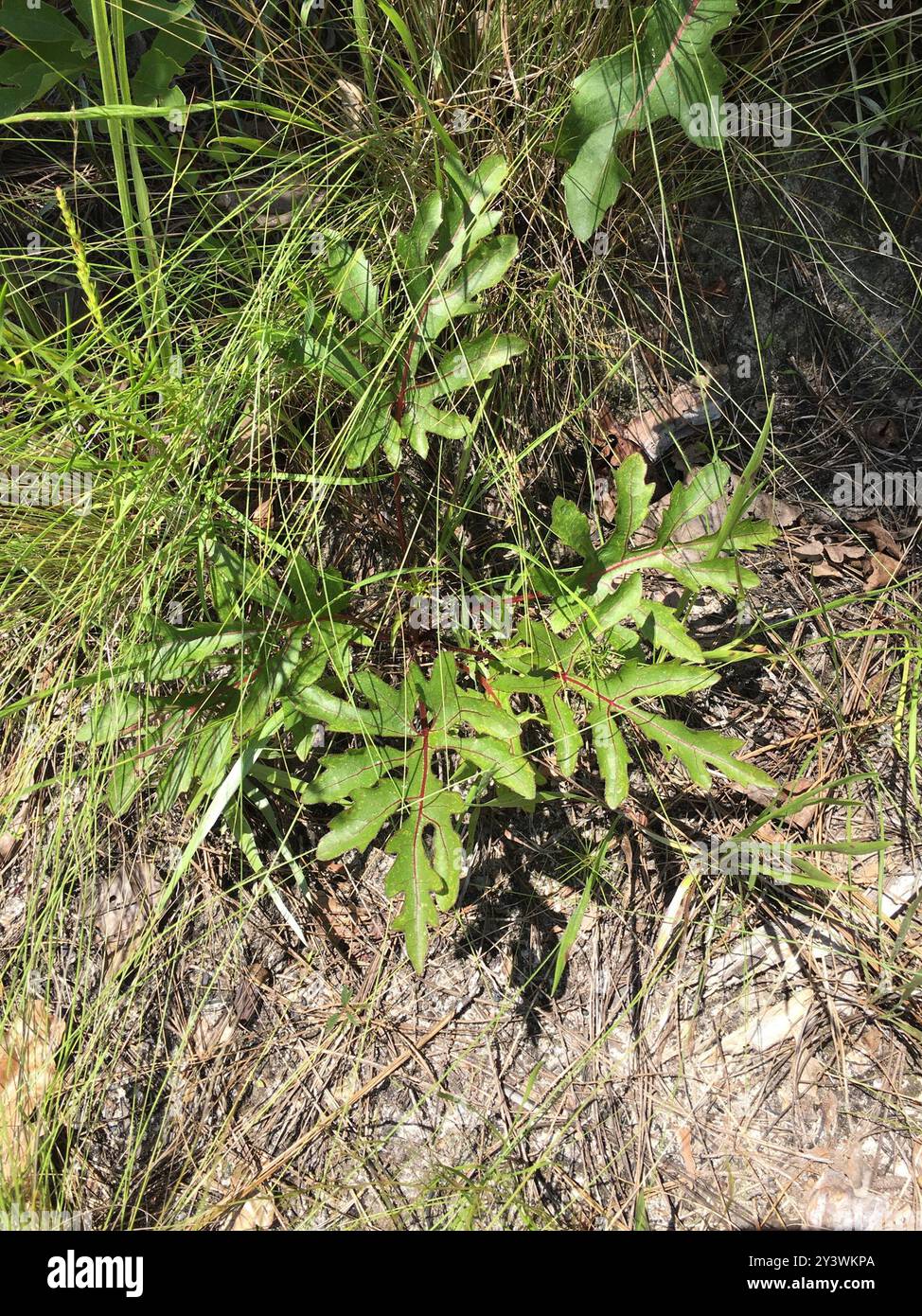 Kidney-leaf Rosinweed (Silphium compositum) Plantae Stock Photo - Alamy