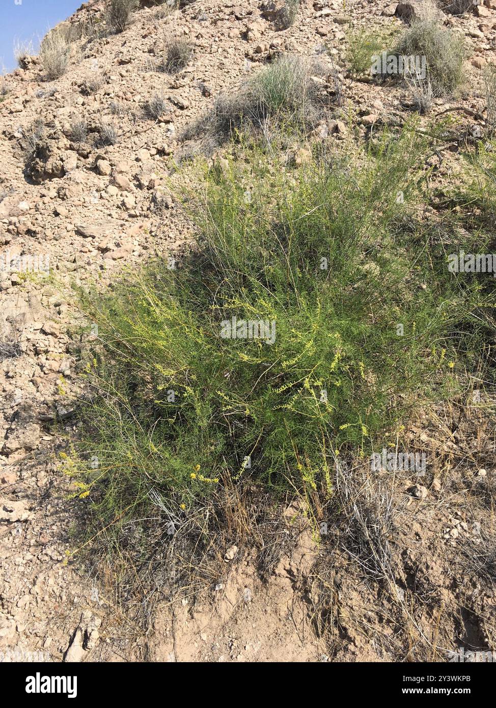 Common Dunebroom (Parryella filifolia) Plantae Stock Photo - Alamy
