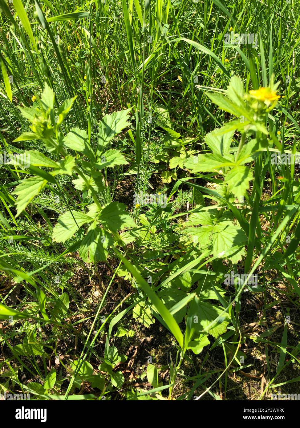 Yellow Avens (Geum aleppicum) Plantae Stock Photo - Alamy