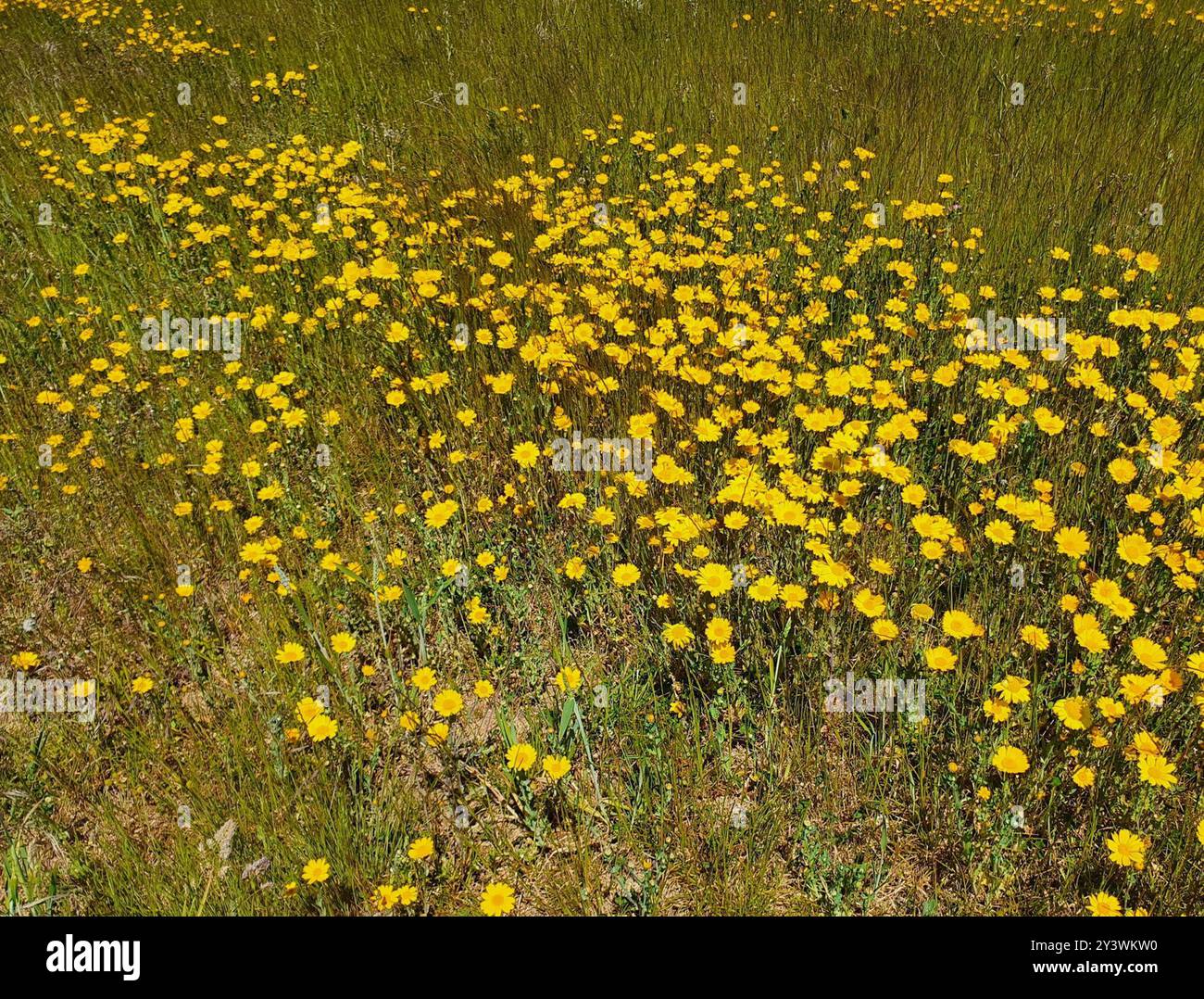 Corn Marigold (Glebionis segetum) Plantae Stock Photo - Alamy