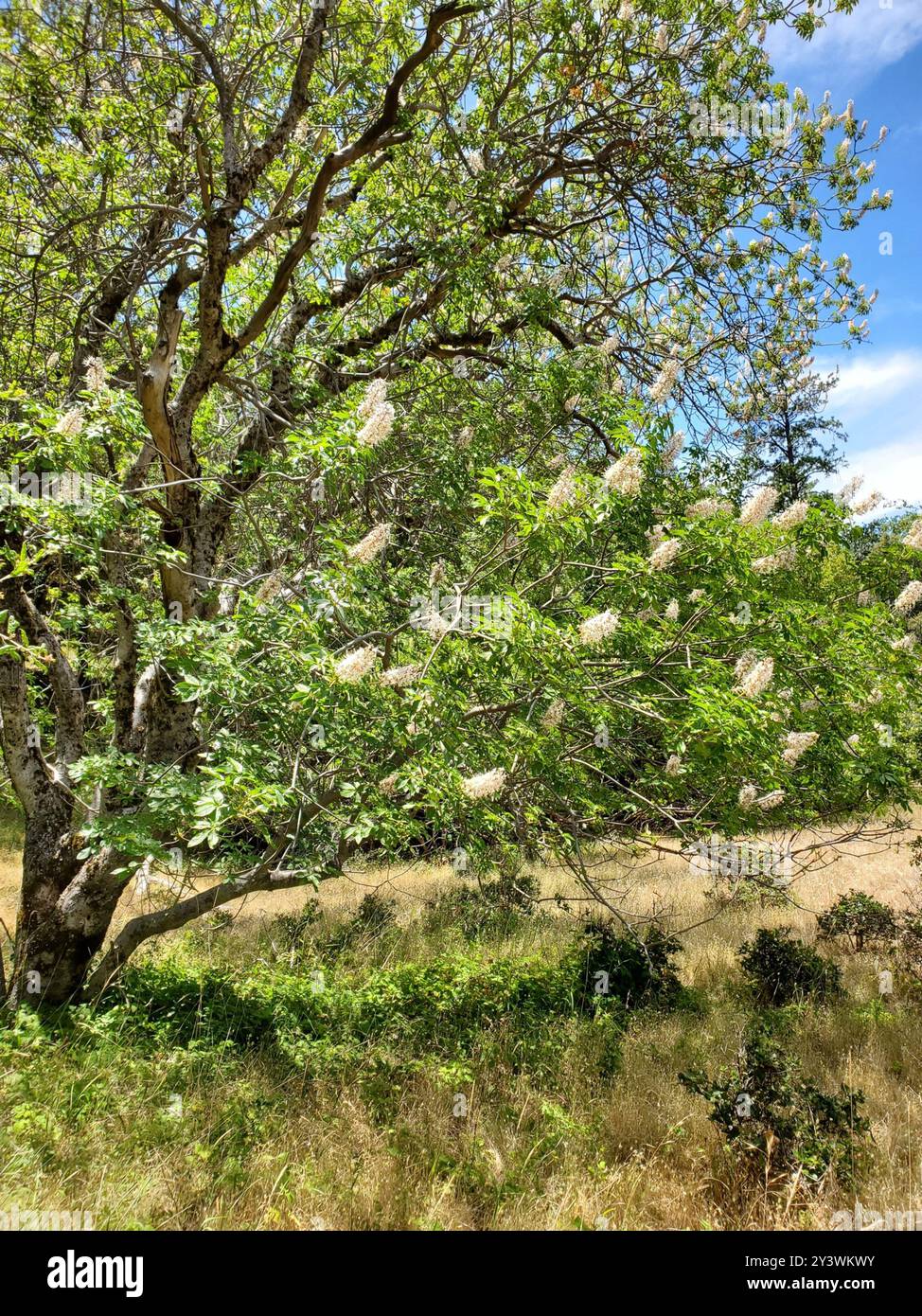 California buckeye (Aesculus californica) Plantae Stock Photo - Alamy