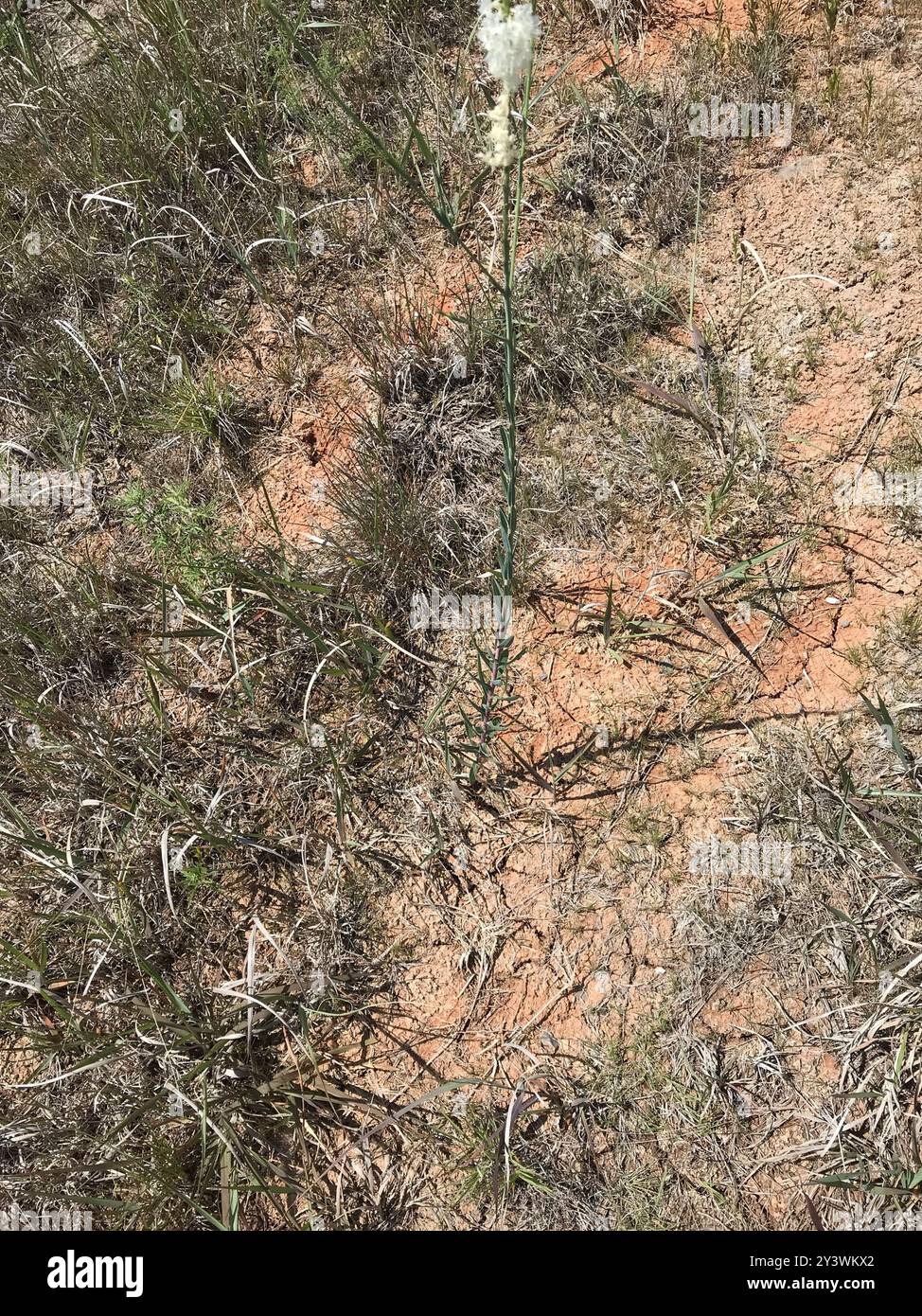 False Gaura (Oenothera glaucifolia) Plantae Stock Photo - Alamy
