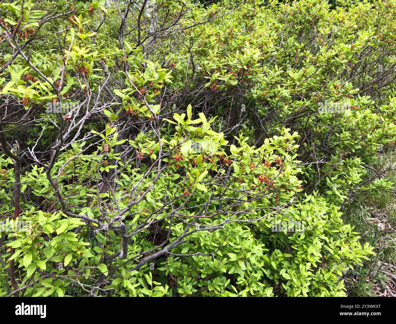 flowering plants (Angiospermae) Plantae Stock Photo - Alamy